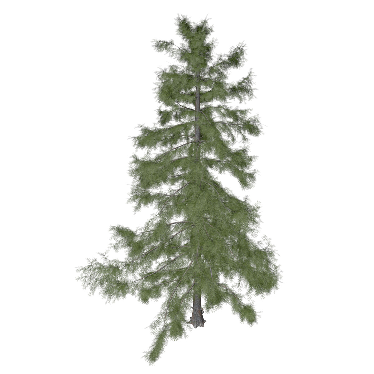 ArtStation - Alaska Cedar #01 (FBX) - High Poly Tree (3D Model) | Game ...
