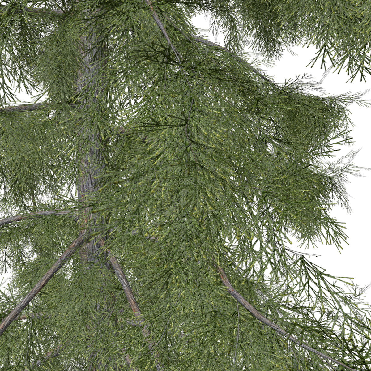 ArtStation - Alaska Cedar #01 (FBX) - High Poly Tree (3D Model) | Game ...