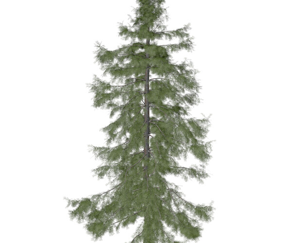ArtStation - Alaska Cedar #02 (FBX) - High Poly Tree (3D Model) | Game ...