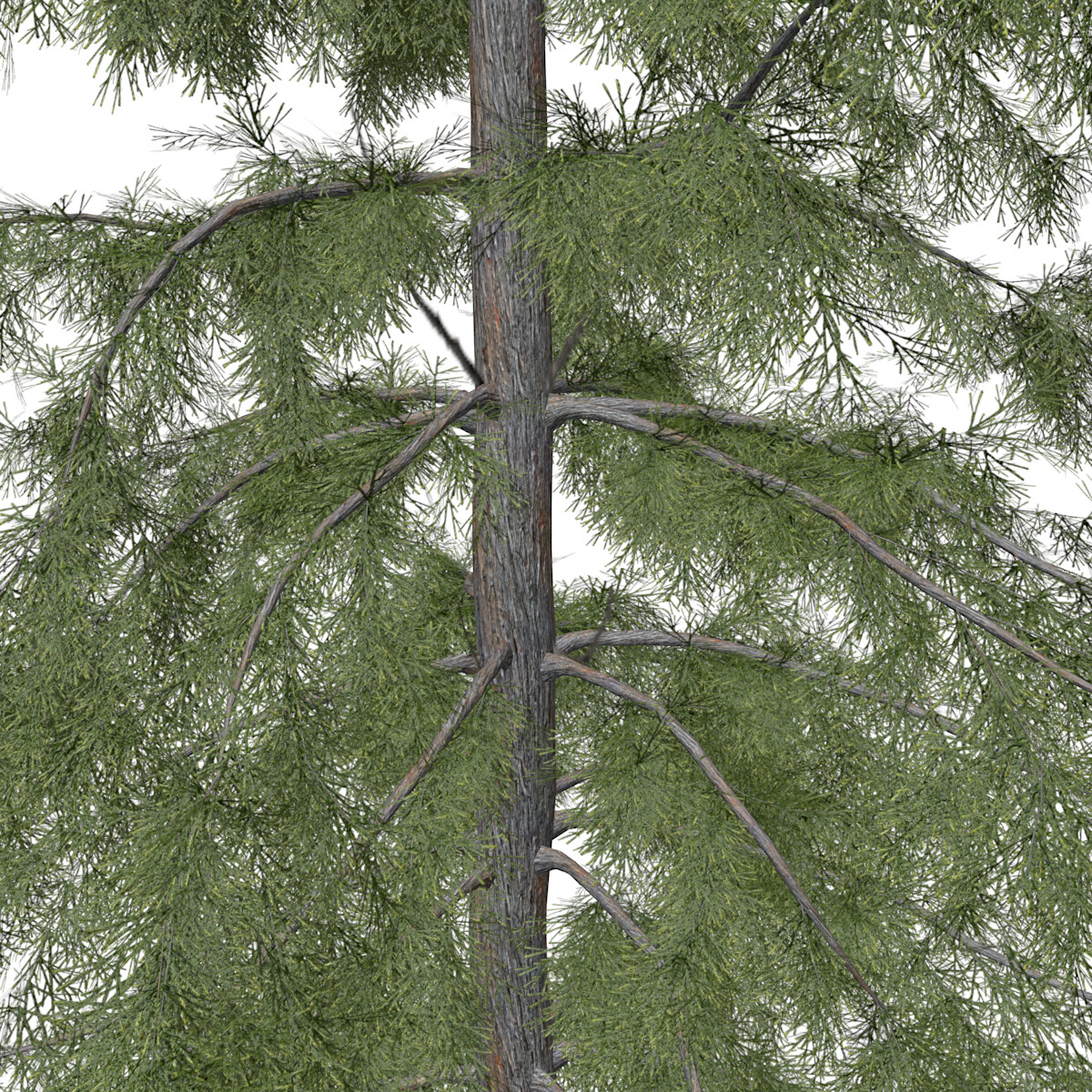 ArtStation - Alaska Cedar #02 (FBX) - High Poly Tree (3D Model) | Game ...