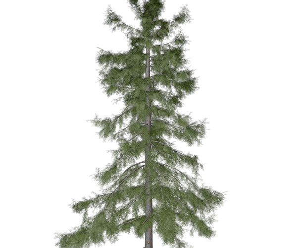ArtStation - Alaska Cedar #03 (FBX) - High Poly Tree (3D Model) | Game ...