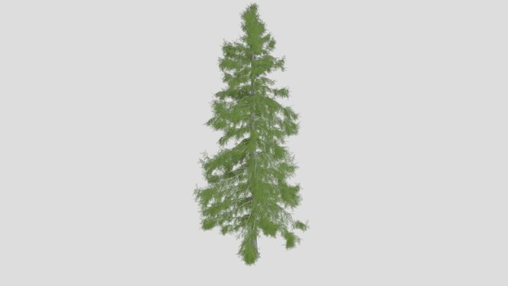 ArtStation - Alaska Cedar #04 (FBX) - High Poly Tree (3D Model) | Game ...