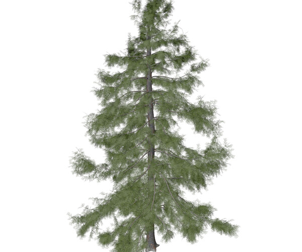 ArtStation - Alaska Cedar #05 (FBX) - High Poly Tree (3D Model) | Game ...