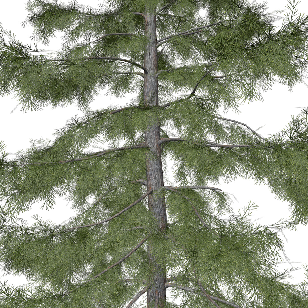 ArtStation - Alaska Cedar #05 (FBX) - High Poly Tree (3D Model) | Game ...