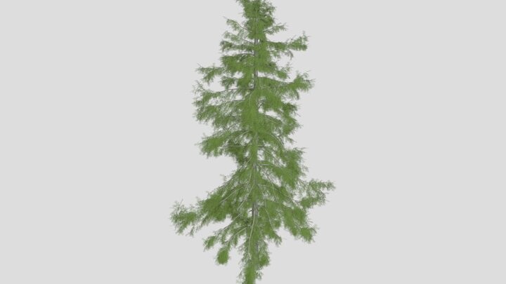 ArtStation - Alaska Cedar #06 (FBX) - High Poly Tree (3D Model) | Game ...