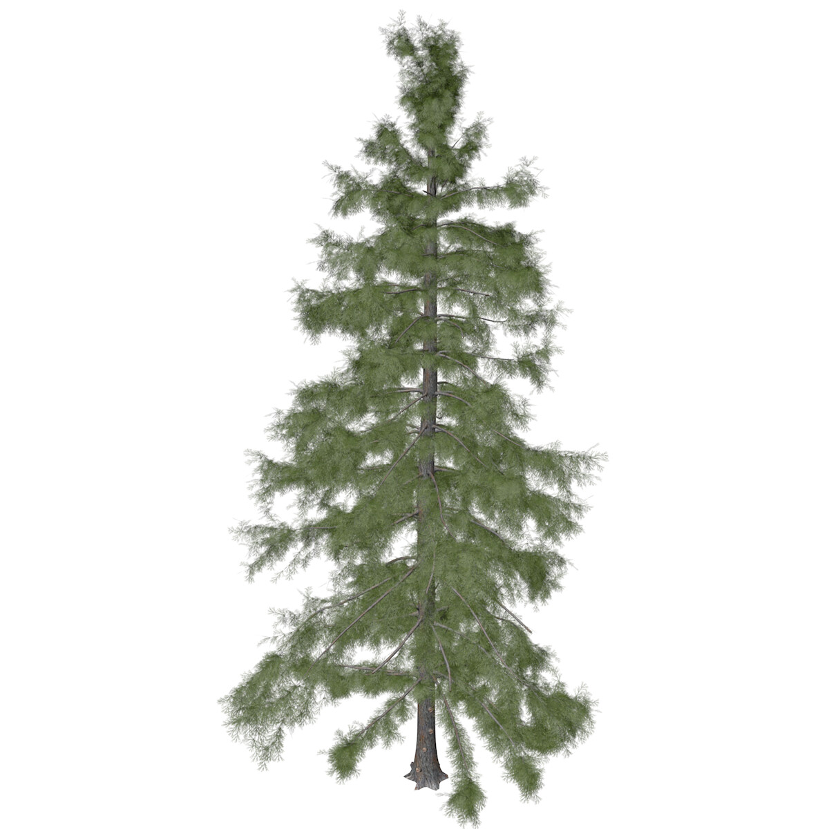 ArtStation - Alaska Cedar #07 (FBX) - High Poly Tree (3D Model) | Game ...