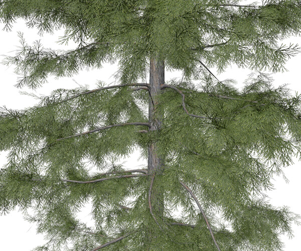 ArtStation - Alaska Cedar #08 (FBX) - High Poly Tree (3D Model) | Game ...