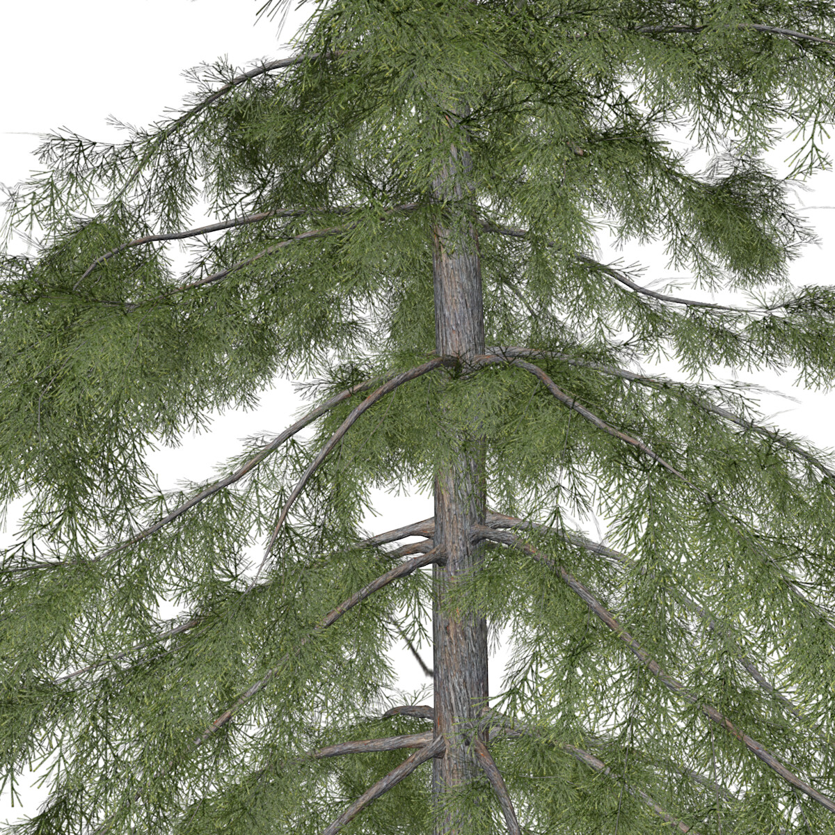 ArtStation - Alaska Cedar #10 (FBX) - High Poly Tree (3D Model) | Game ...