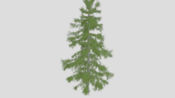 ArtStation - Alaska Cedar #10 (FBX) - High Poly Tree (3D Model) | Game ...