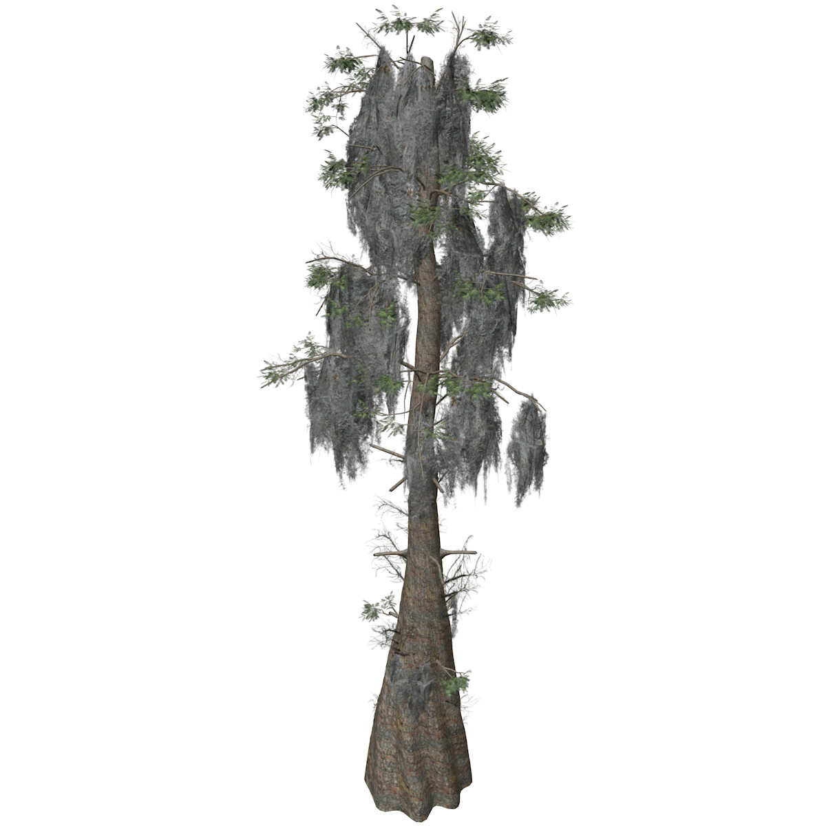 ArtStation - Bald Cypress #02 (FBX) - High Poly Tree (3D Model) | Game ...
