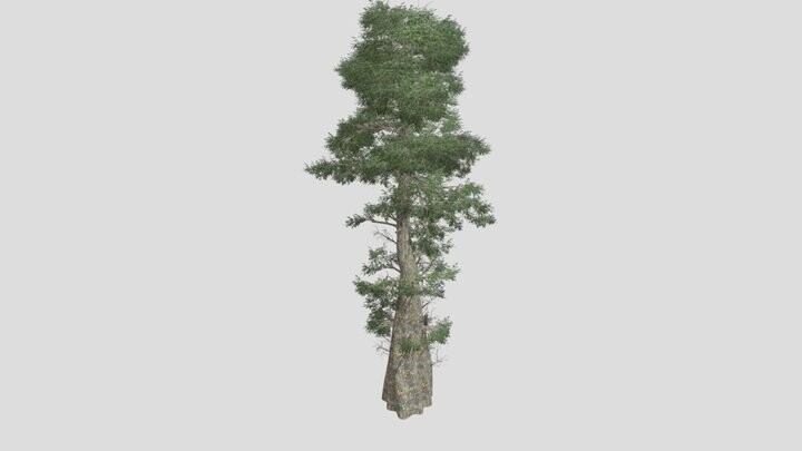 ArtStation - Bald Cypress #05 (FBX) - High Poly Tree (3D Model) | Game ...
