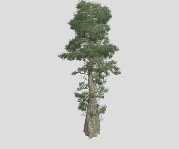 ArtStation - Bald Cypress #05 (FBX) - High Poly Tree (3D Model) | Game ...