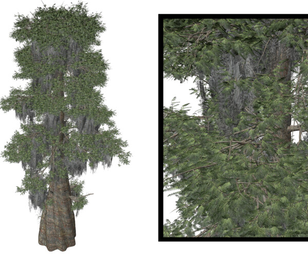 ArtStation - Bald Cypress #06 (FBX) - High Poly Tree (3D Model) | Game ...