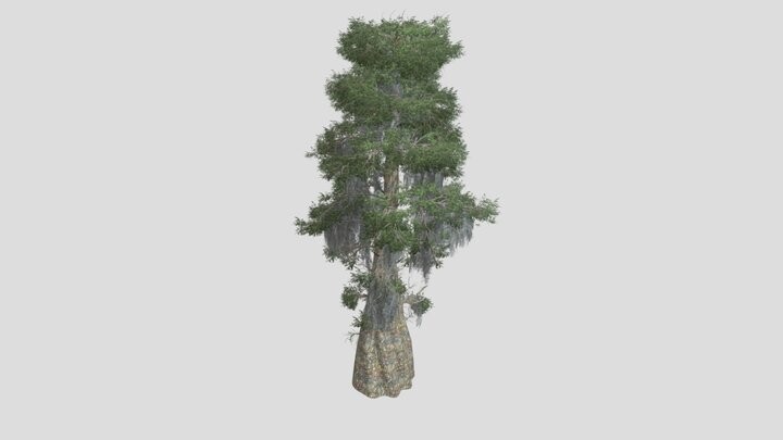 ArtStation - Bald Cypress #06 (FBX) - High Poly Tree (3D Model) | Game ...
