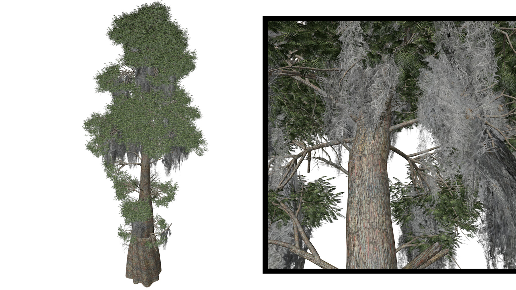 ArtStation - Bald Cypress #08 (FBX) - High Poly Tree (3D Model) | Game ...