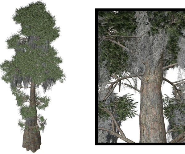ArtStation - Bald Cypress #08 (FBX) - High Poly Tree (3D Model) | Game ...