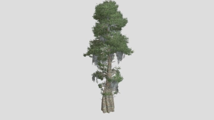 ArtStation - Bald Cypress #08 (FBX) - High Poly Tree (3D Model) | Game ...