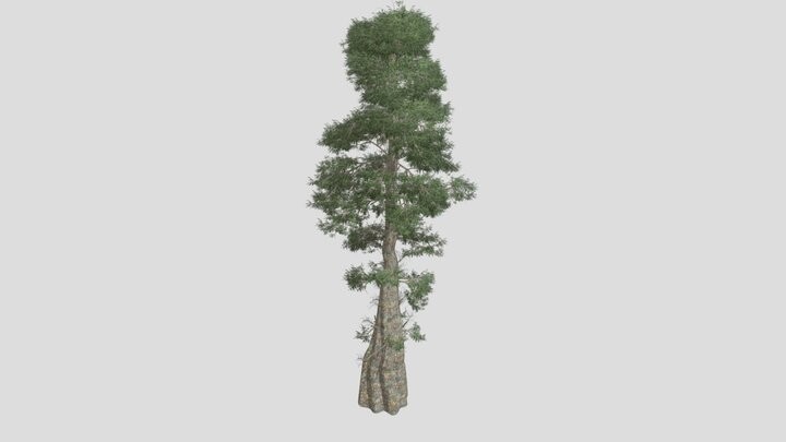 ArtStation - Bald Cypress #10 (FBX) - High Poly Tree (3D Model) | Game ...