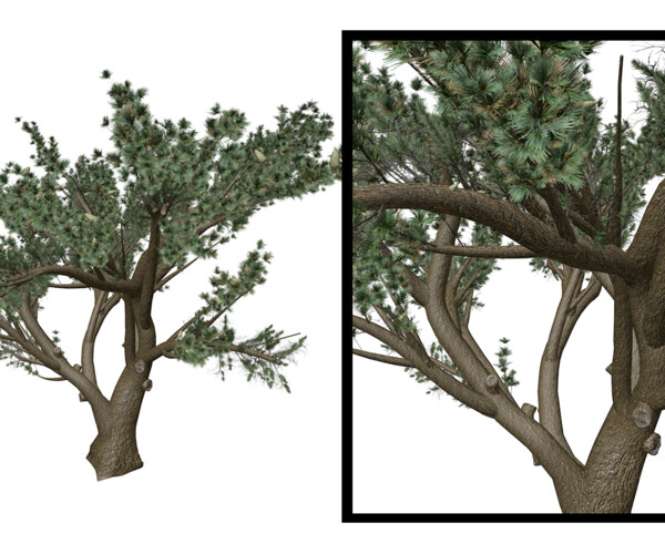 ArtStation - Cedar of Lebanon #01 (FBX) - High Poly Tree (3D Model ...