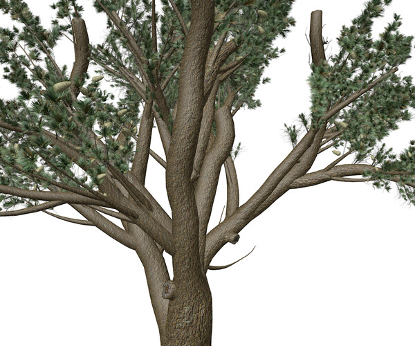 ArtStation - Cedar of Lebanon #04 (FBX) - High Poly Tree (3D Model ...