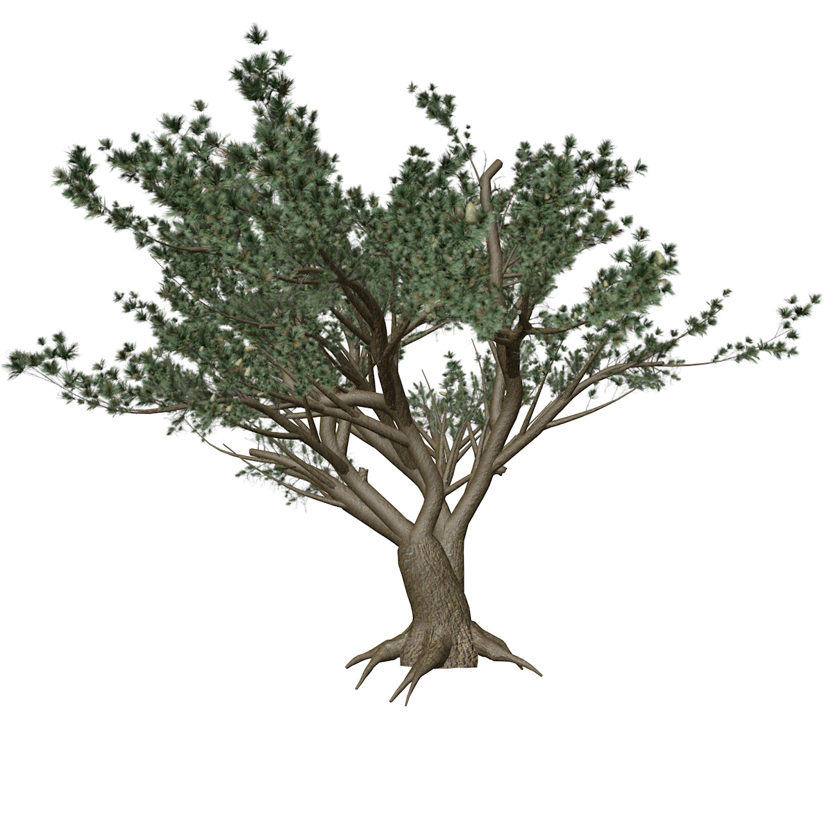 ArtStation - Cedar of Lebanon #05 (FBX) - High Poly Tree (3D Model ...