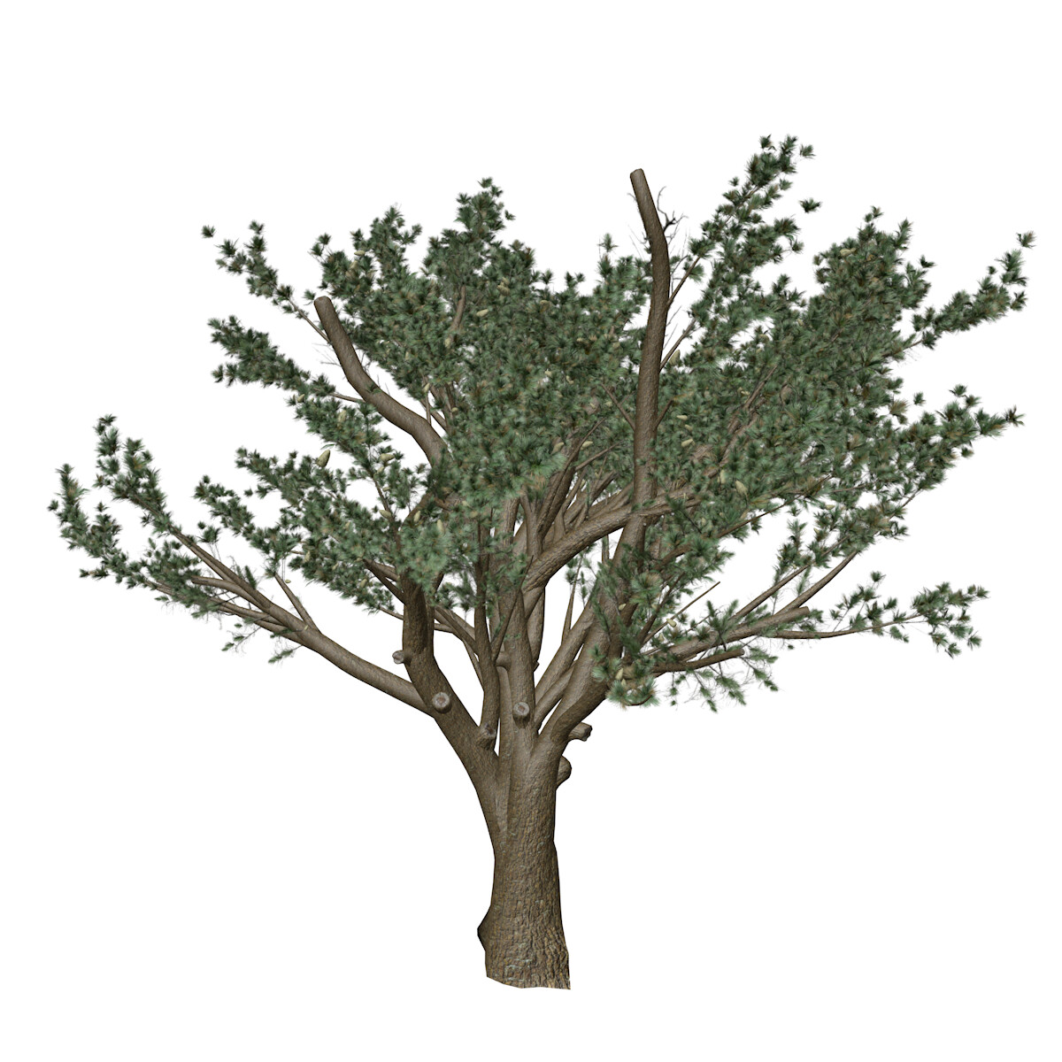 ArtStation - Cedar of Lebanon #08 (FBX) - High Poly Tree (3D Model ...