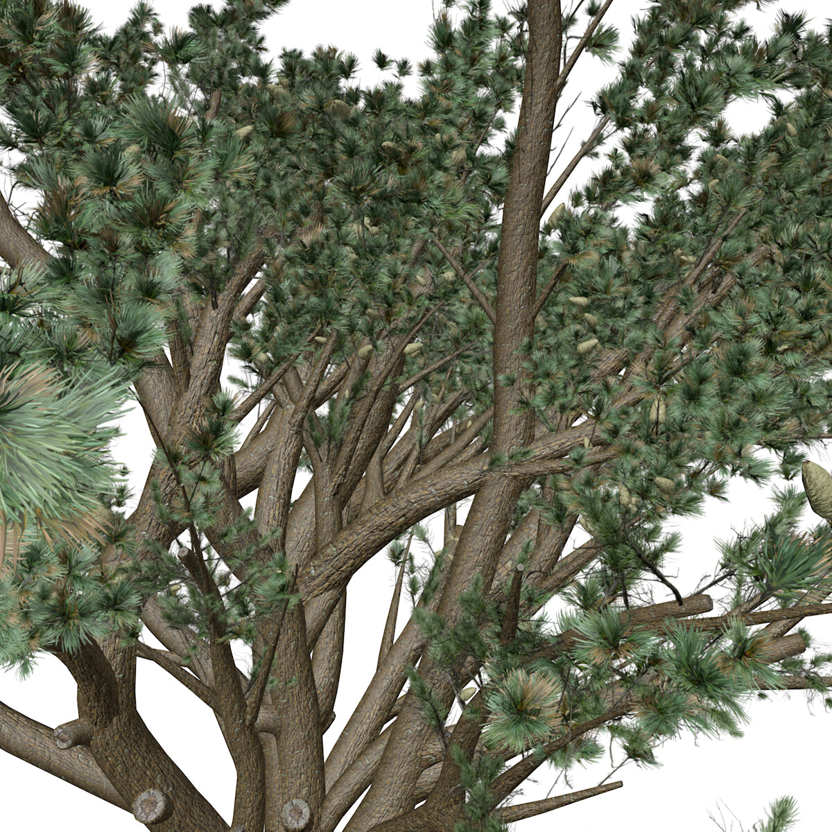 ArtStation - Cedar of Lebanon #08 (FBX) - High Poly Tree (3D Model ...