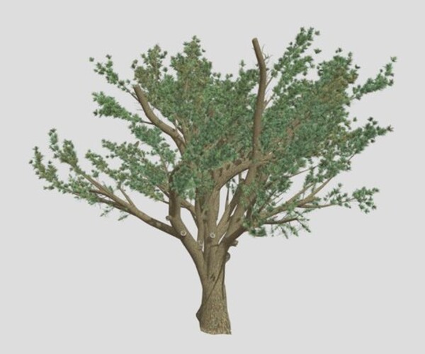 ArtStation - Cedar of Lebanon #08 (FBX) - High Poly Tree (3D Model ...