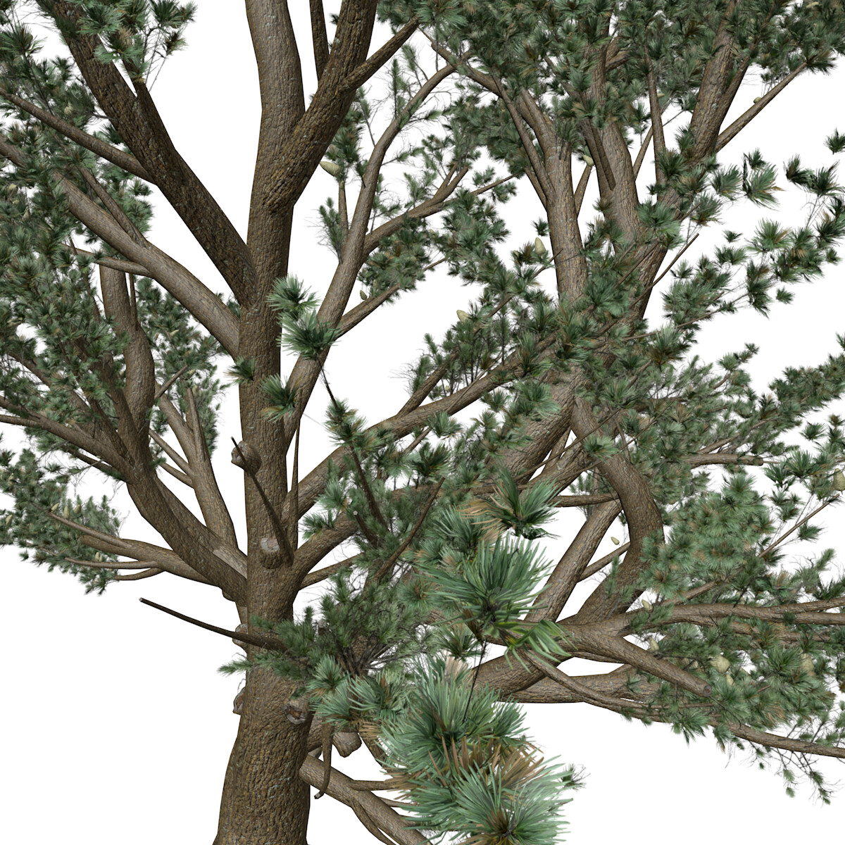 ArtStation - Cedar of Lebanon #10 (FBX) - High Poly Tree (3D Model ...