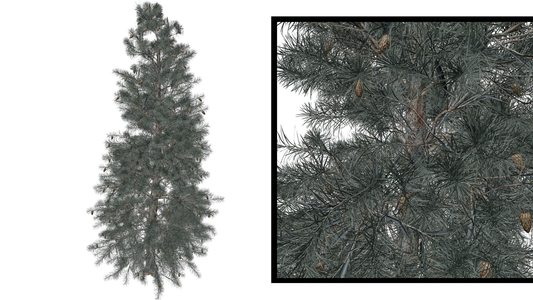 ArtStation - Colorado Blue Spruce #01 (FBX) - High Poly Tree (3D Model ...