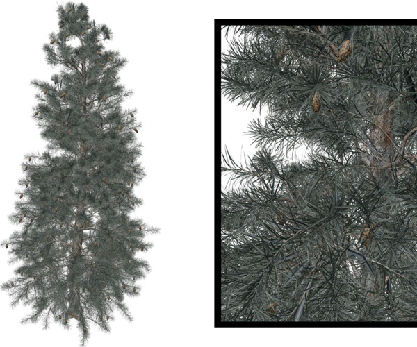 ArtStation - Colorado Blue Spruce #01 (FBX) - High Poly Tree (3D Model ...