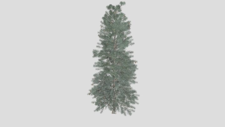 ArtStation - Colorado Blue Spruce #03 (FBX) - High Poly Tree (3D Model ...