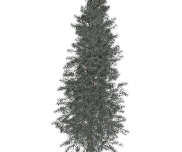 ArtStation - Colorado Blue Spruce #04 (FBX) - High Poly Tree (3D Model ...