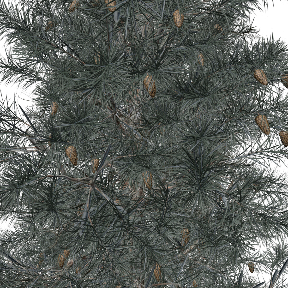 ArtStation - Colorado Blue Spruce #04 (FBX) - High Poly Tree (3D Model ...