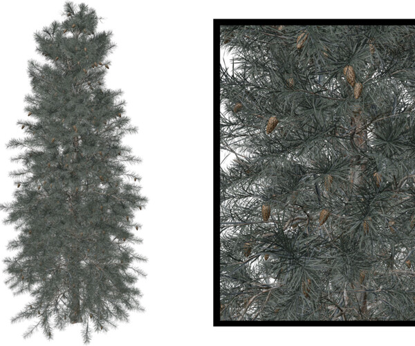 ArtStation - Colorado Blue Spruce #05 (FBX) - High Poly Tree (3D Model ...