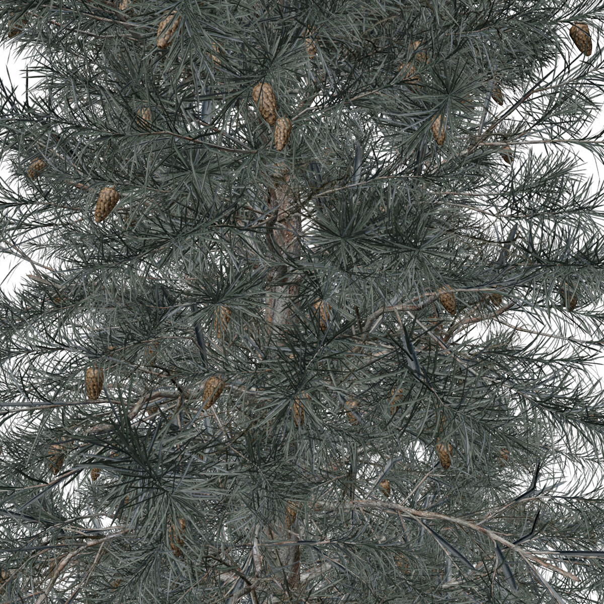 ArtStation - Colorado Blue Spruce #05 (FBX) - High Poly Tree (3D Model ...