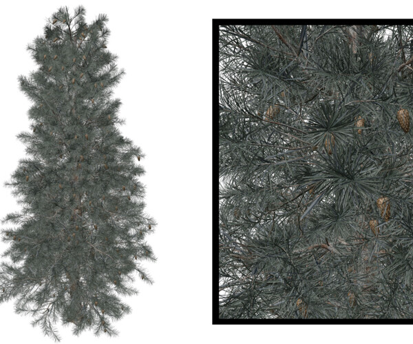 ArtStation - Colorado Blue Spruce #06 (FBX) - High Poly Tree (3D Model ...