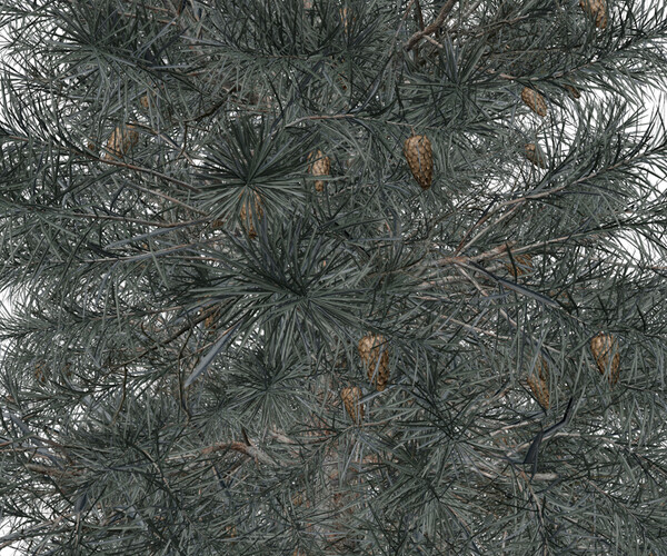 ArtStation - Colorado Blue Spruce #06 (FBX) - High Poly Tree (3D Model ...