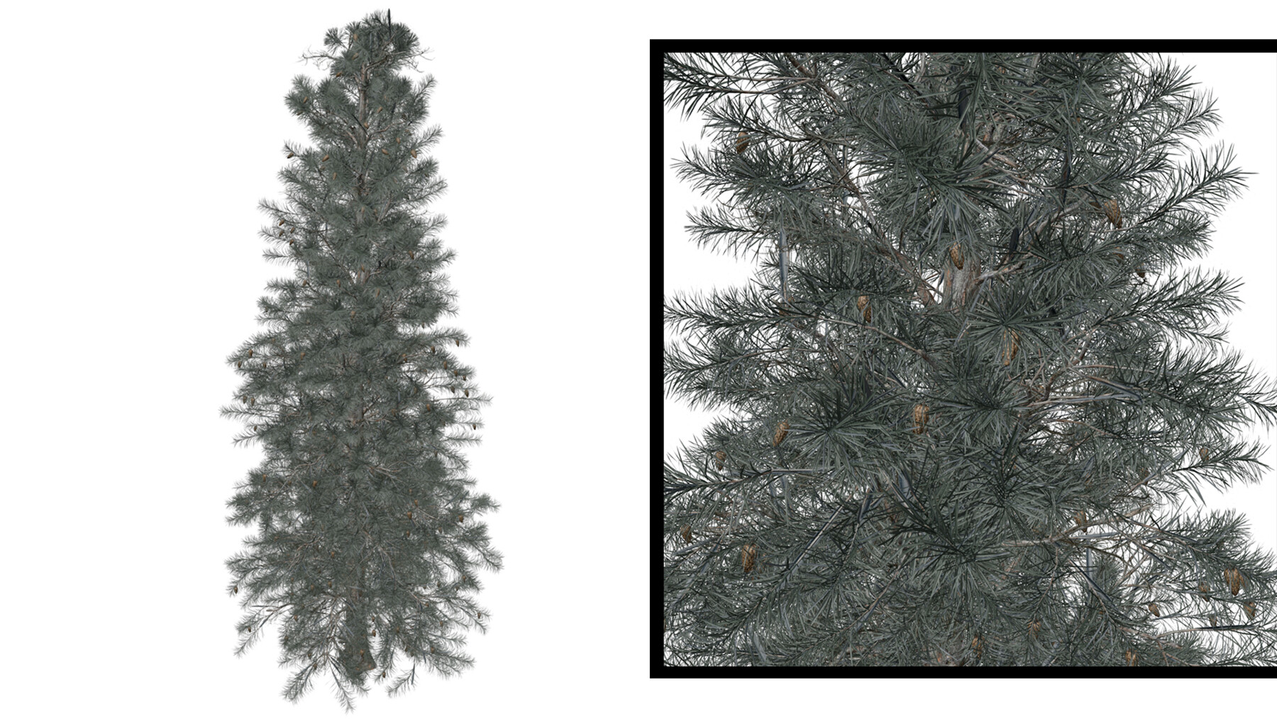 ArtStation - Colorado Blue Spruce #07 (FBX) - High Poly Tree (3D Model ...