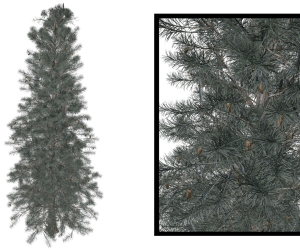ArtStation - Colorado Blue Spruce #07 (FBX) - High Poly Tree (3D Model ...