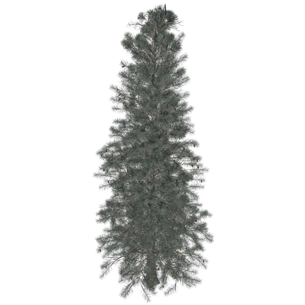 ArtStation - Colorado Blue Spruce #07 (FBX) - High Poly Tree (3D Model ...