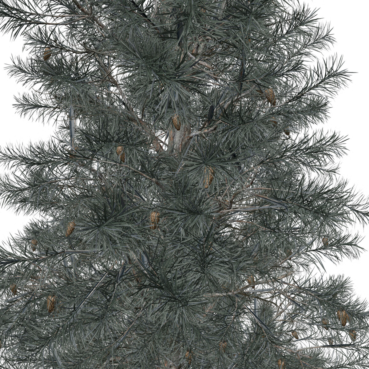 ArtStation - Colorado Blue Spruce #07 (FBX) - High Poly Tree (3D Model ...