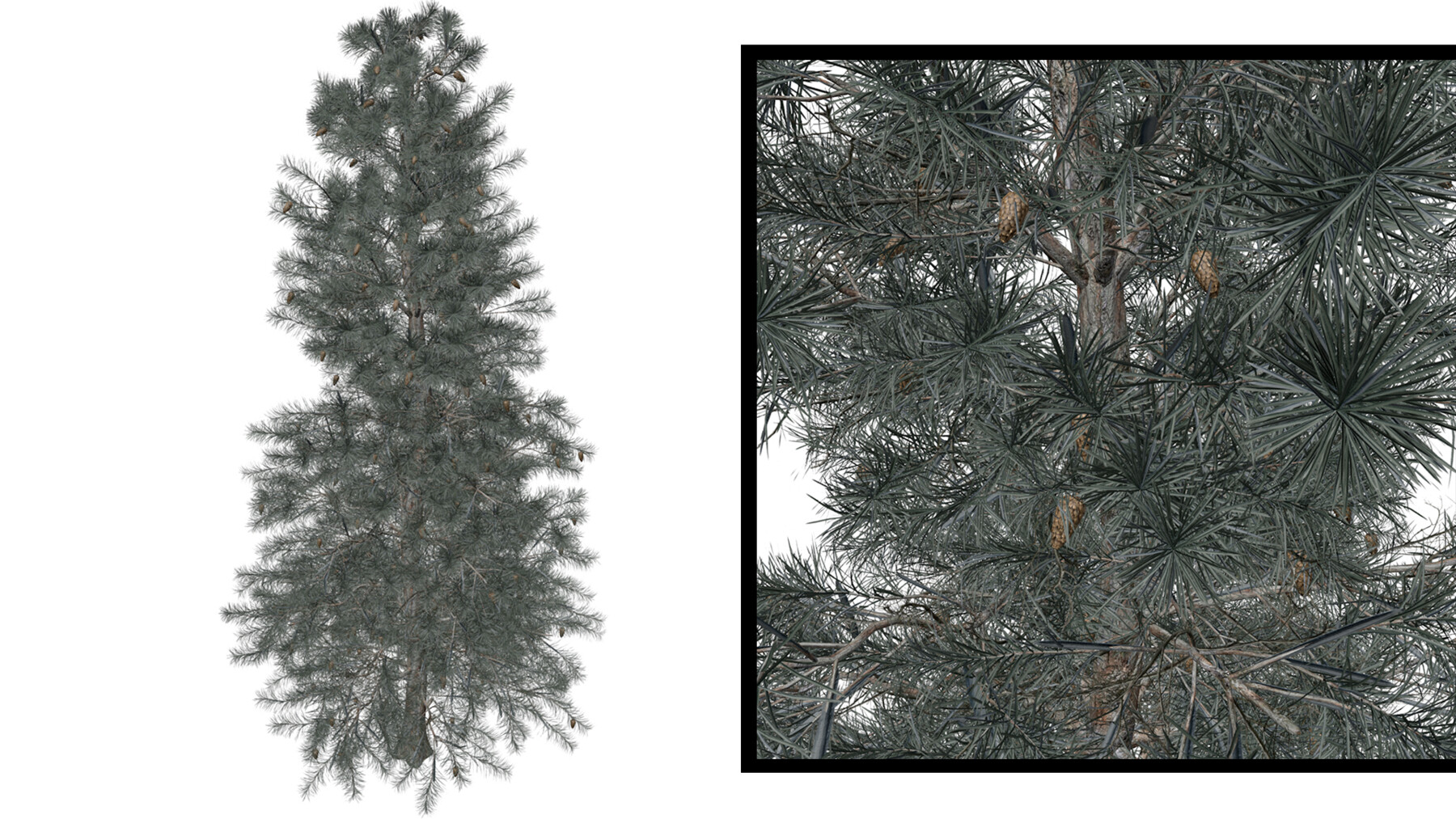 ArtStation - Colorado Blue Spruce #08 (FBX) - High Poly Tree (3D Model ...