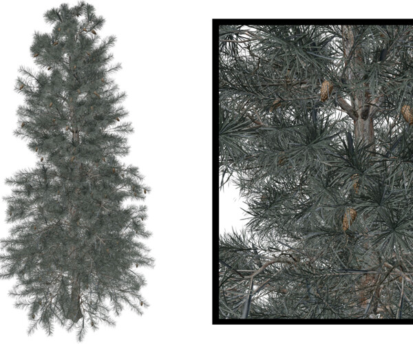 ArtStation - Colorado Blue Spruce #08 (FBX) - High Poly Tree (3D Model ...
