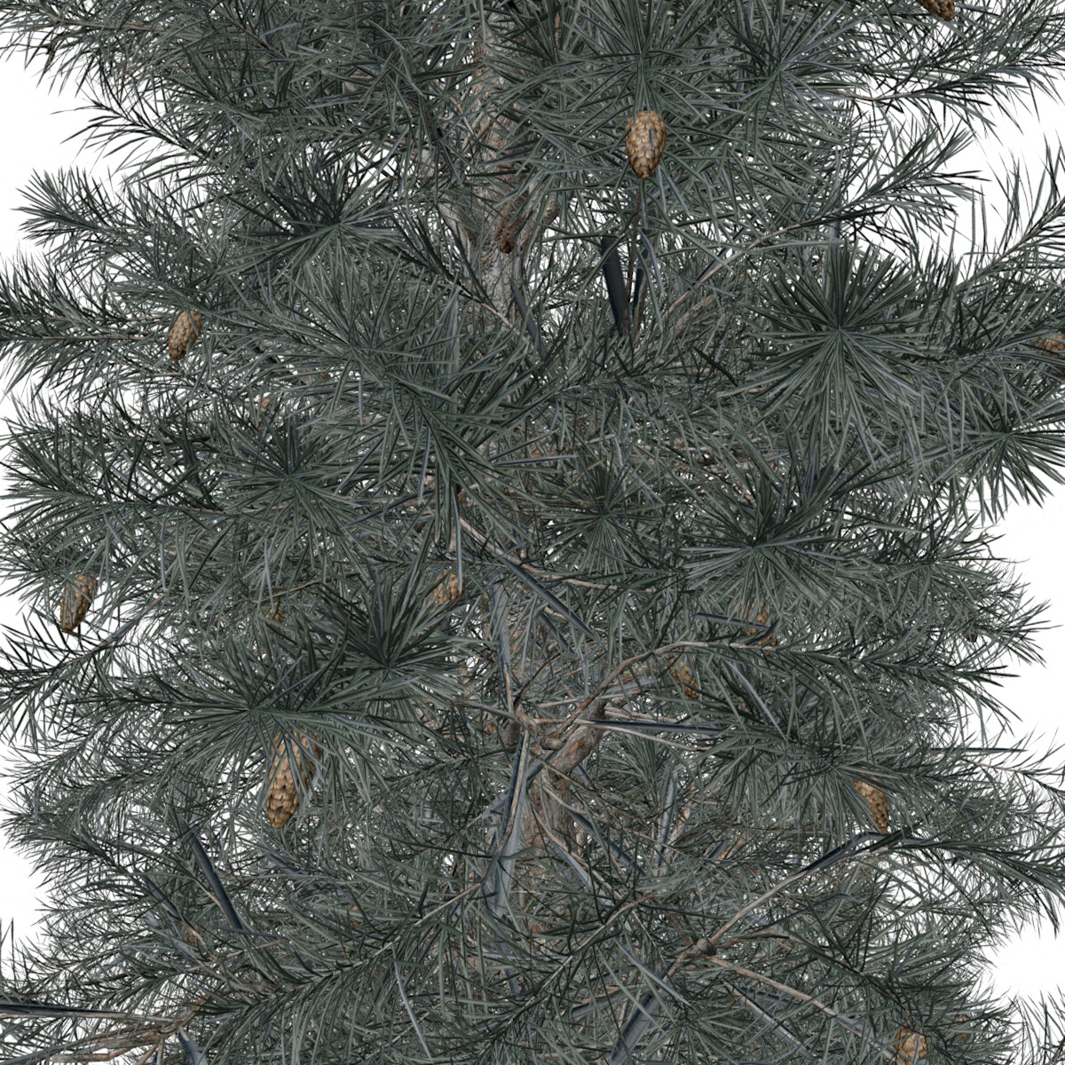 ArtStation - Colorado Blue Spruce #09 (FBX) - High Poly Tree (3D Model ...