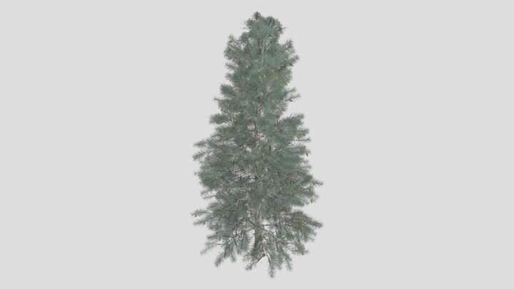 ArtStation - Colorado Blue Spruce #10 (FBX) - High Poly Tree (3D Model ...