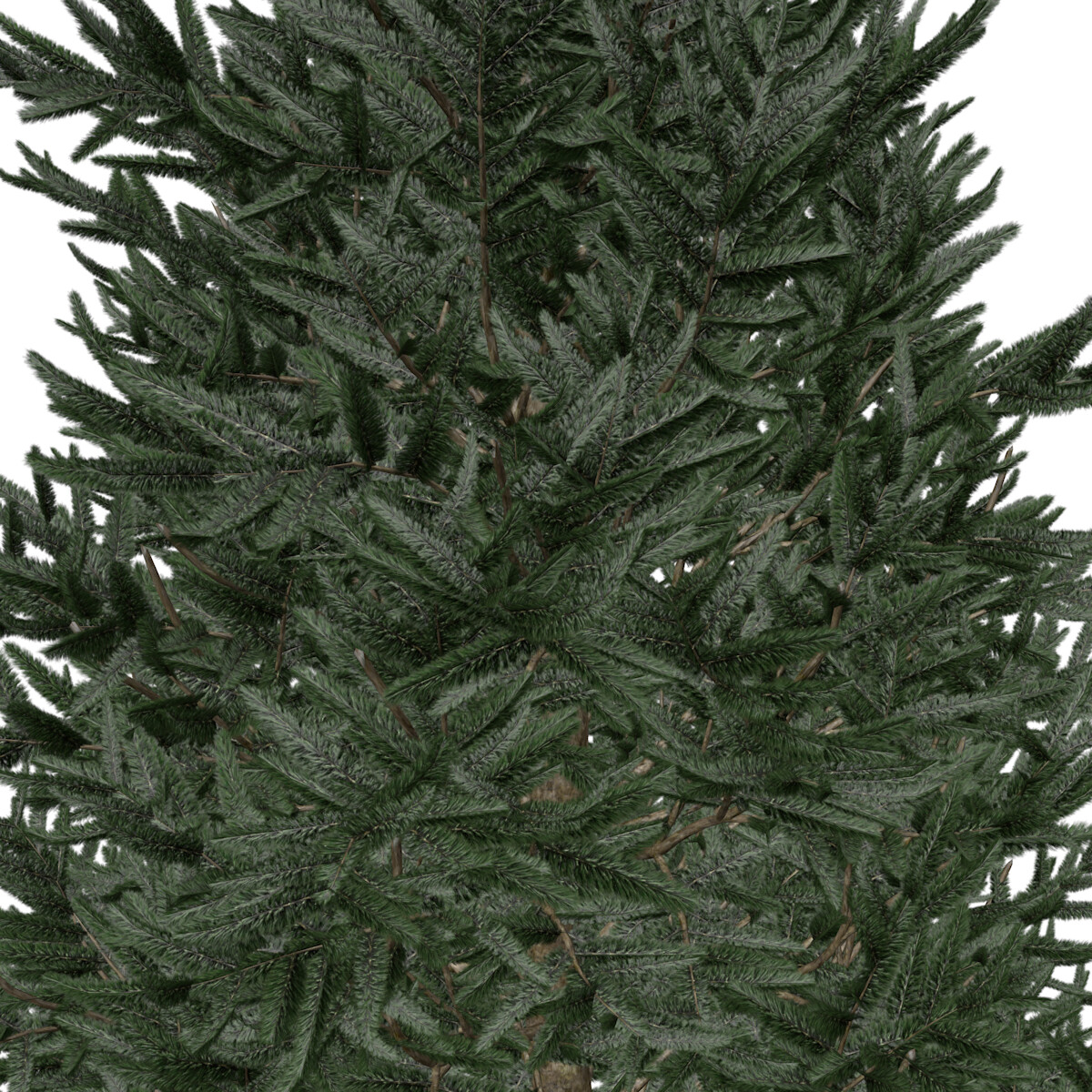 ArtStation - Fraser Fir #01 (FBX) - High Poly Tree (3D Model) | Game Assets