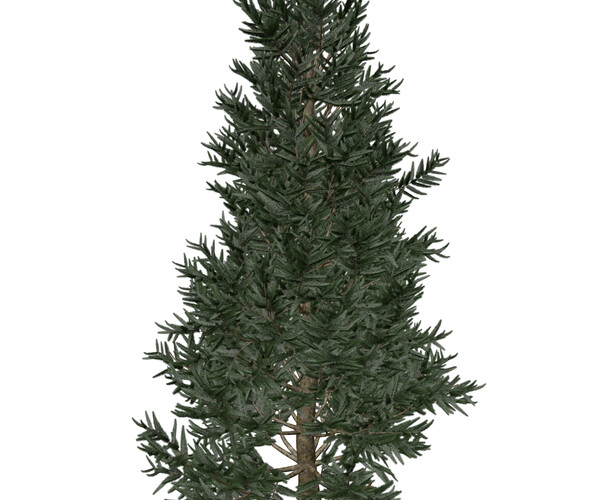 ArtStation - Fraser Fir #03 (FBX) - High Poly Tree (3D Model) | Game Assets