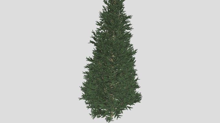 ArtStation - Fraser Fir #05 (FBX) - High Poly Tree (3D Model) | Game Assets