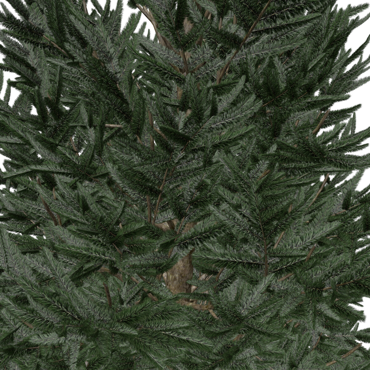 ArtStation - Fraser Fir #06 (FBX) - High Poly Tree (3D Model) | Game Assets